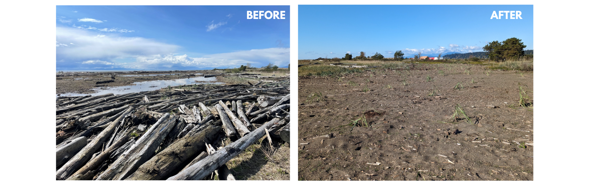 Restoring Resilience at Iona Beach Regional Park - REEL Earth Day Challenge